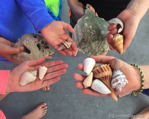 Cruisin’ To Cone Shell Country | I Love Shelling