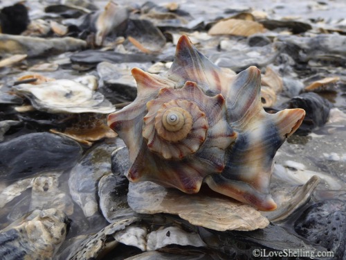 My Inner South Carolina Seashell Artist Channeling Whelks | I Love Shelling