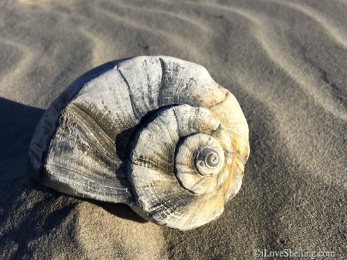 Crazy Carolina Beach Combing – Shelling Trip To Portsmouth Island ...