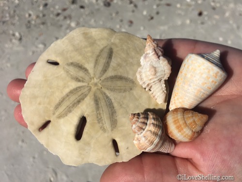 Cruisin’ To Cone Shell Country | I Love Shelling