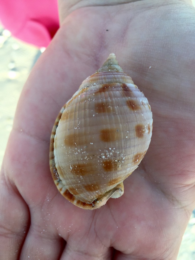 2016 Sanibel Shell Festival Artistic Seashell Crafts | I Love Shelling