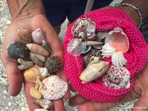 They Should Call This Place Treasure Island | I Love Shelling