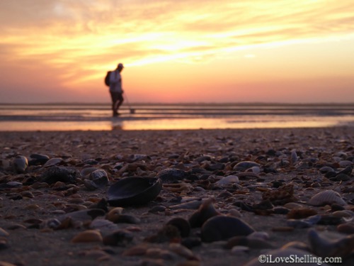Beach Combing Shelling Trip Portsmouth Island North Carolina | I Love ...