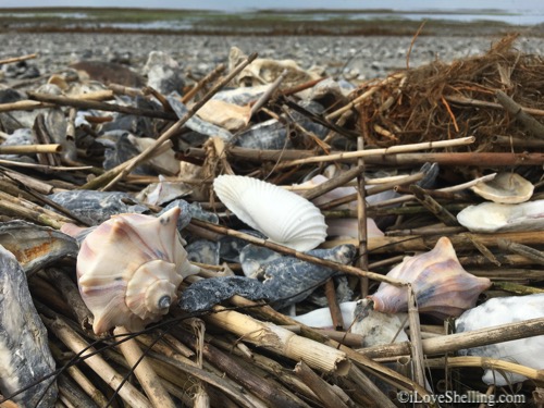 My Inner South Carolina Seashell Artist Channeling Whelks | I Love Shelling
