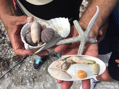 They Should Call This Place Treasure Island | I Love Shelling