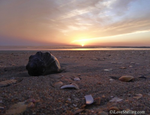 Beach Combing Shelling Trip Portsmouth Island North Carolina | I Love ...