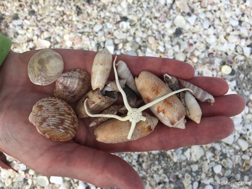 They Should Call This Place Treasure Island | I Love Shelling
