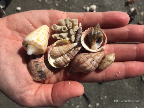 Ebb And Flow Of Life and Shelling | I Love Shelling