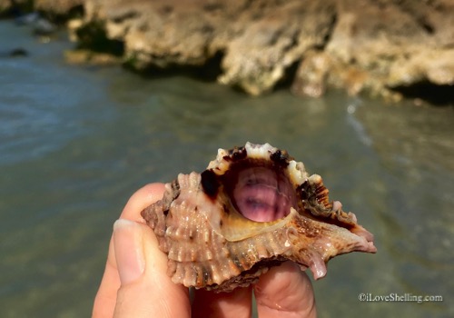 Ebb And Flow Of Life and Shelling | I Love Shelling