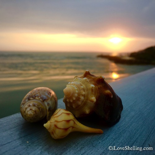 Cartwheels For Conch Shells | I Love Shelling