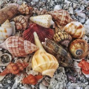 Family Shell Talk | I Love Shelling