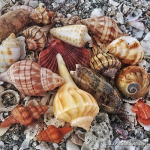 Family Shell Talk | I Love Shelling