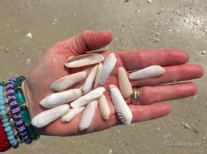 Wings Of Angel Shells On Big Hickory | I Love Shelling
