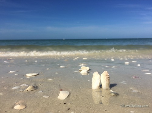 Wings Of Angel Shells On Big Hickory | I Love Shelling