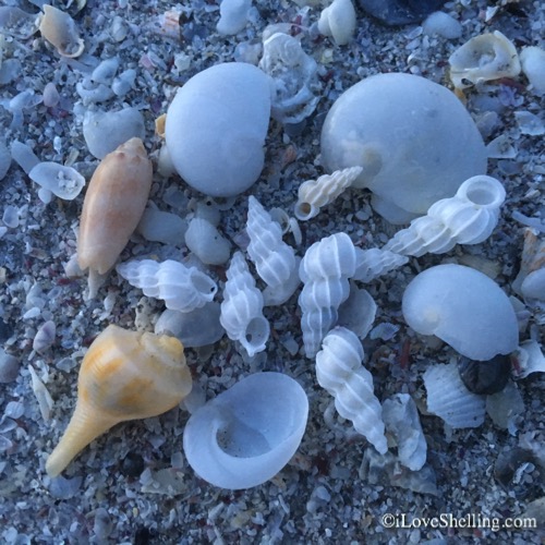 Cartwheels For Conch Shells | i Love Shelling