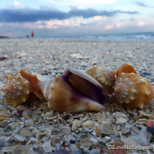 Cartwheels For Conch Shells | I Love Shelling