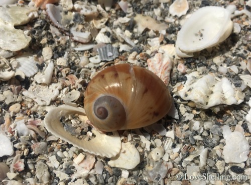 Family Shell Talk | I Love Shelling