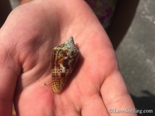 Family Shell Talk | I Love Shelling