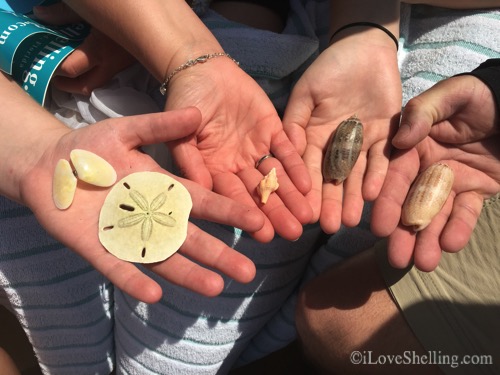 Give Yourselves A Hand… Of Seashells | I Love Shelling