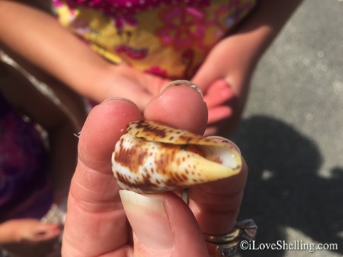 Family Shell Talk | I Love Shelling