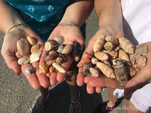 Give Yourselves A Hand… Of Seashells | I Love Shelling