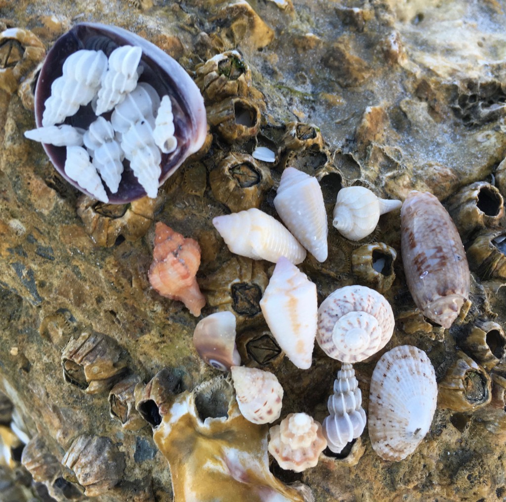 Seashells At The Sanibel Lighthouse | i Love Shelling