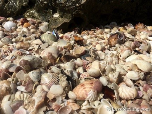 Family Shell Talk | I Love Shelling