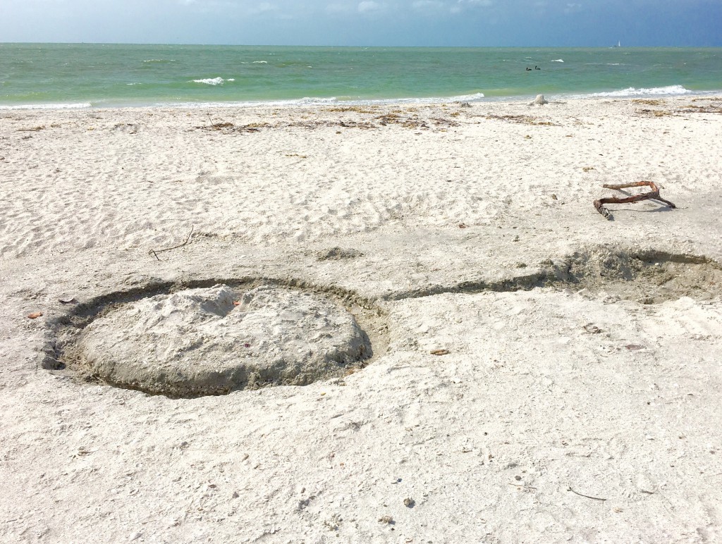 Sea Turtles And Seashells Along Southwest Florida | I Love Shelling