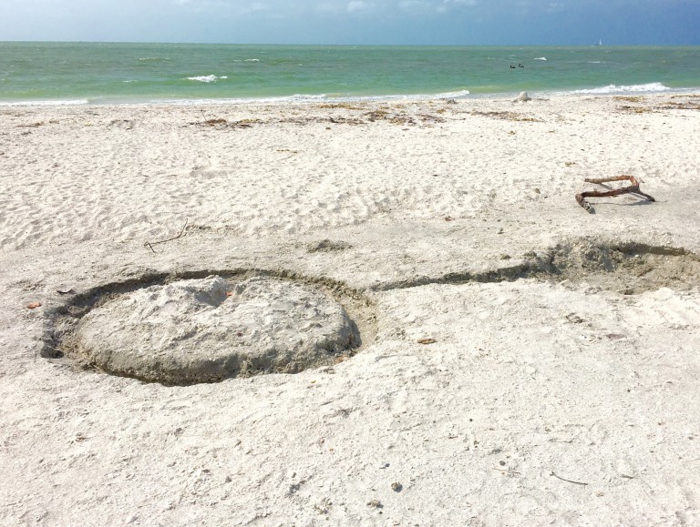 Sea Turtles And Seashells Along Southwest Florida | I Love Shelling