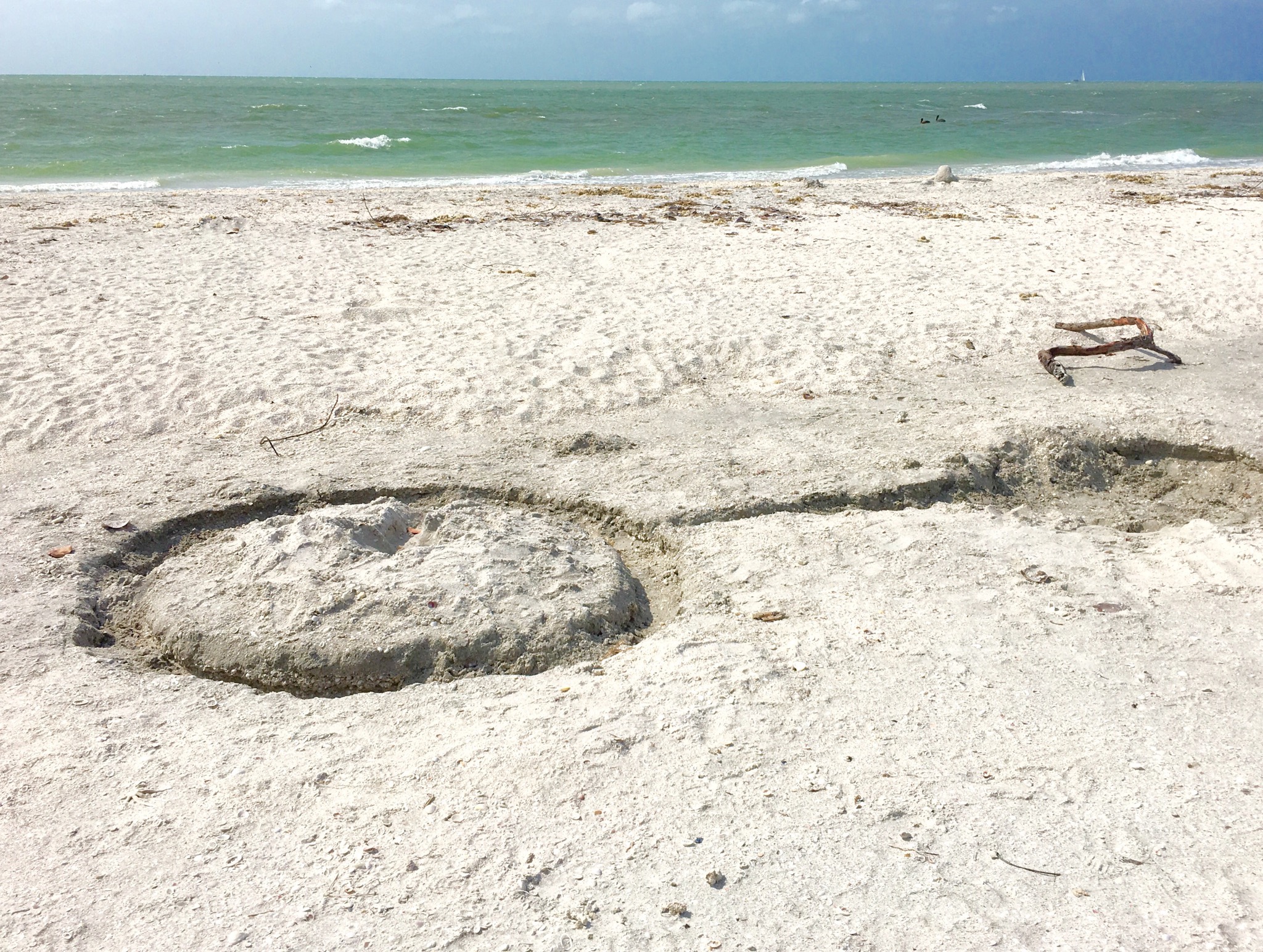 Sea Turtles And Seashells Along Southwest Florida | I Love Shelling