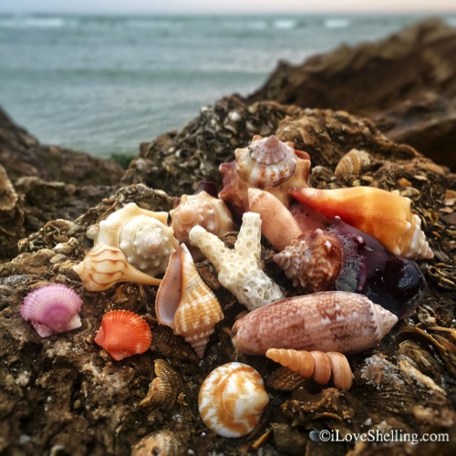 Cartwheels For Conch Shells | I Love Shelling