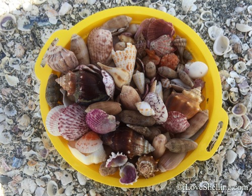 Family Shell Talk | I Love Shelling