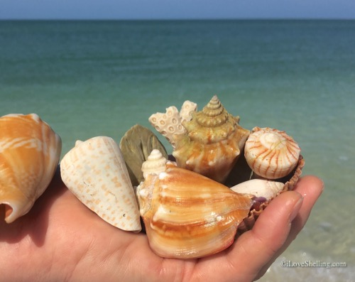 Wings Of Angel Shells On Big Hickory | I Love Shelling