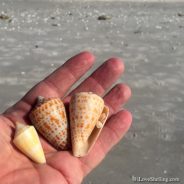 Sanibel Shellnanigans | I Love Shelling