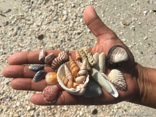 i Love Shelling Cruise to Mystery Rocks | I Love Shelling