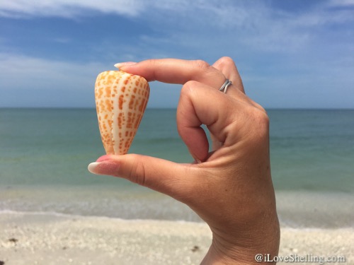i Love Shelling Cruise to Mystery Rocks | I Love Shelling