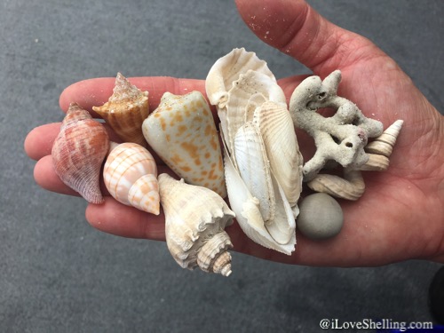 i Love Shelling Cruise to Mystery Rocks | I Love Shelling