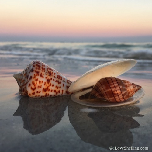 Sanibel Shellnanigans | I Love Shelling