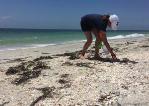 Sunny Shelling on Cayo Costa | I Love Shelling