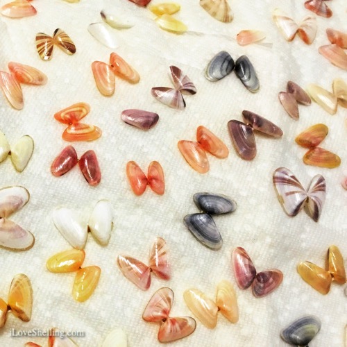 Sorting and Shelling For Seashell Art Project | I Love Shelling