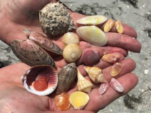 Sunny Shelling on Cayo Costa | I Love Shelling
