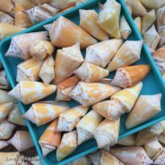 Sorting and Shelling For Seashell Art Project | I Love Shelling