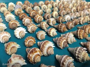 Sorting and Shelling For Seashell Art Project | I Love Shelling