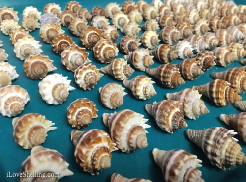 Sorting and Shelling For Seashell Art Project | I Love Shelling