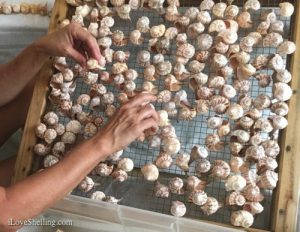 Sorting and Shelling For Seashell Art Project | I Love Shelling