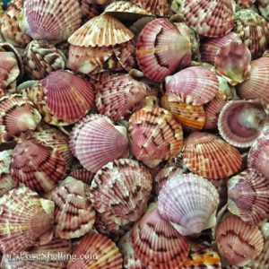 Sorting and Shelling For Seashell Art Project | I Love Shelling