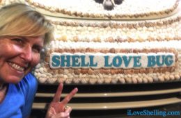 Shell Love Bug Debut and Tour Schedule | I Love Shelling