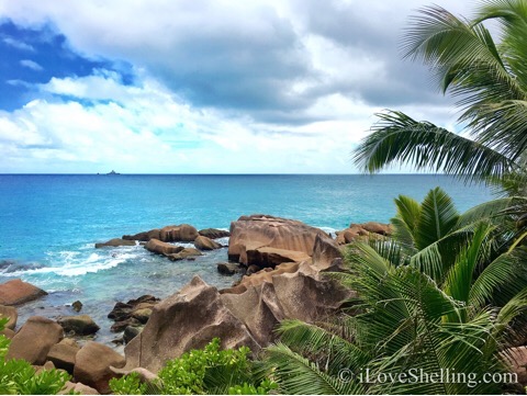 She Saw Seashells While Sailing The Seychelles | I Love Shelling