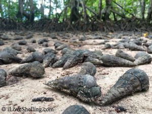 She Saw Seashells While Sailing The Seychelles | I Love Shelling