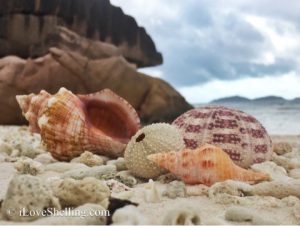 She Saw Seashells While Sailing The Seychelles | I Love Shelling